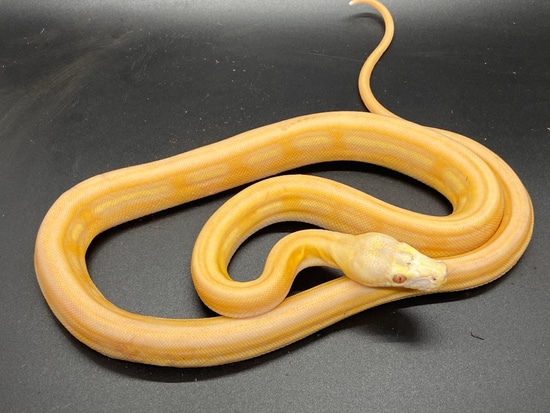 0.1 Lavender Tiger Possible Het Genetic Stripe Reticulated Python by ...