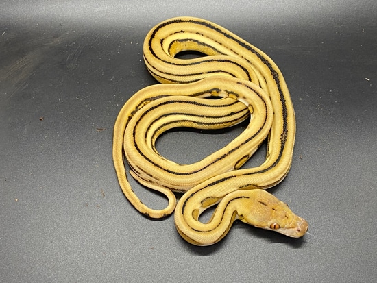 0.1 Super Tiger Possible Het Albino And Genetic Stripe Reticulated ...