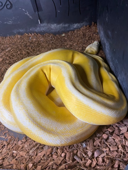 Lavender Motley Super Tiger Reticulated Python by Hail The Scale