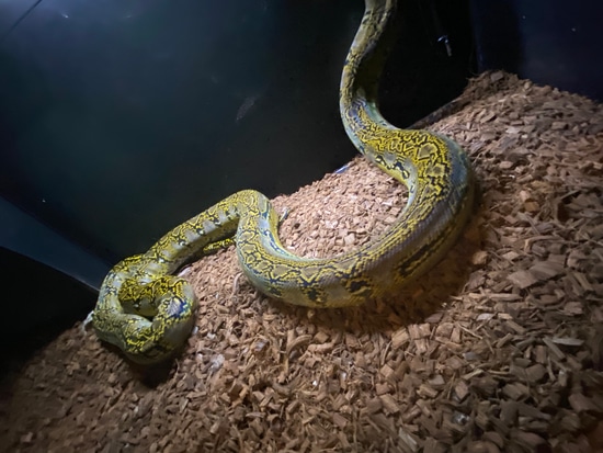 Super Jamp Selayer Reticulated Python by Hail The Scale
