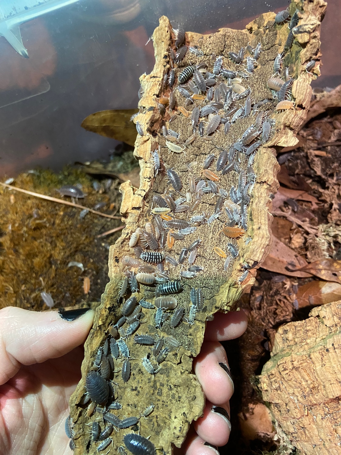 Mixed Starter Colony Isopod by Hail The Scale - MorphMarket