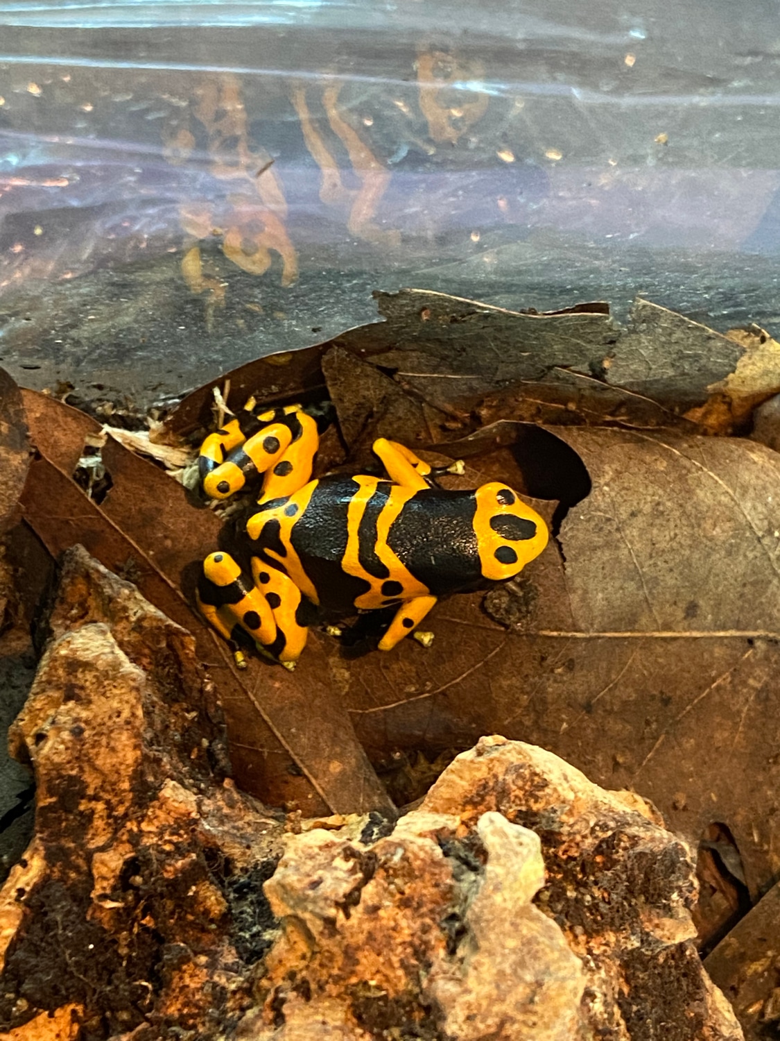 Adult Male Bumble Bee Dart Frogs Other Dart Frog by Hail The Scale ...