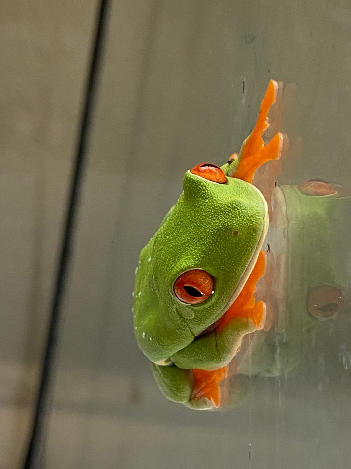 Possible Female Red Eyes Tree Frogs Red-Eyed Tree Frog by Hail The ...
