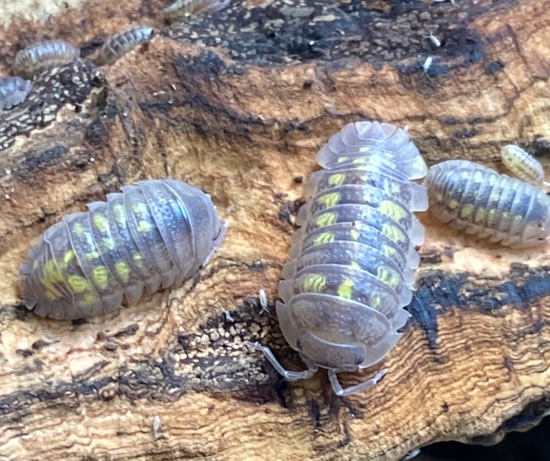 Granulated 10ct Isopod by Hail The Scale