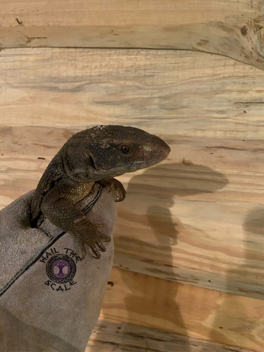 Long Term Captive Savannah Monitor by Hail The Scale - MorphMarket