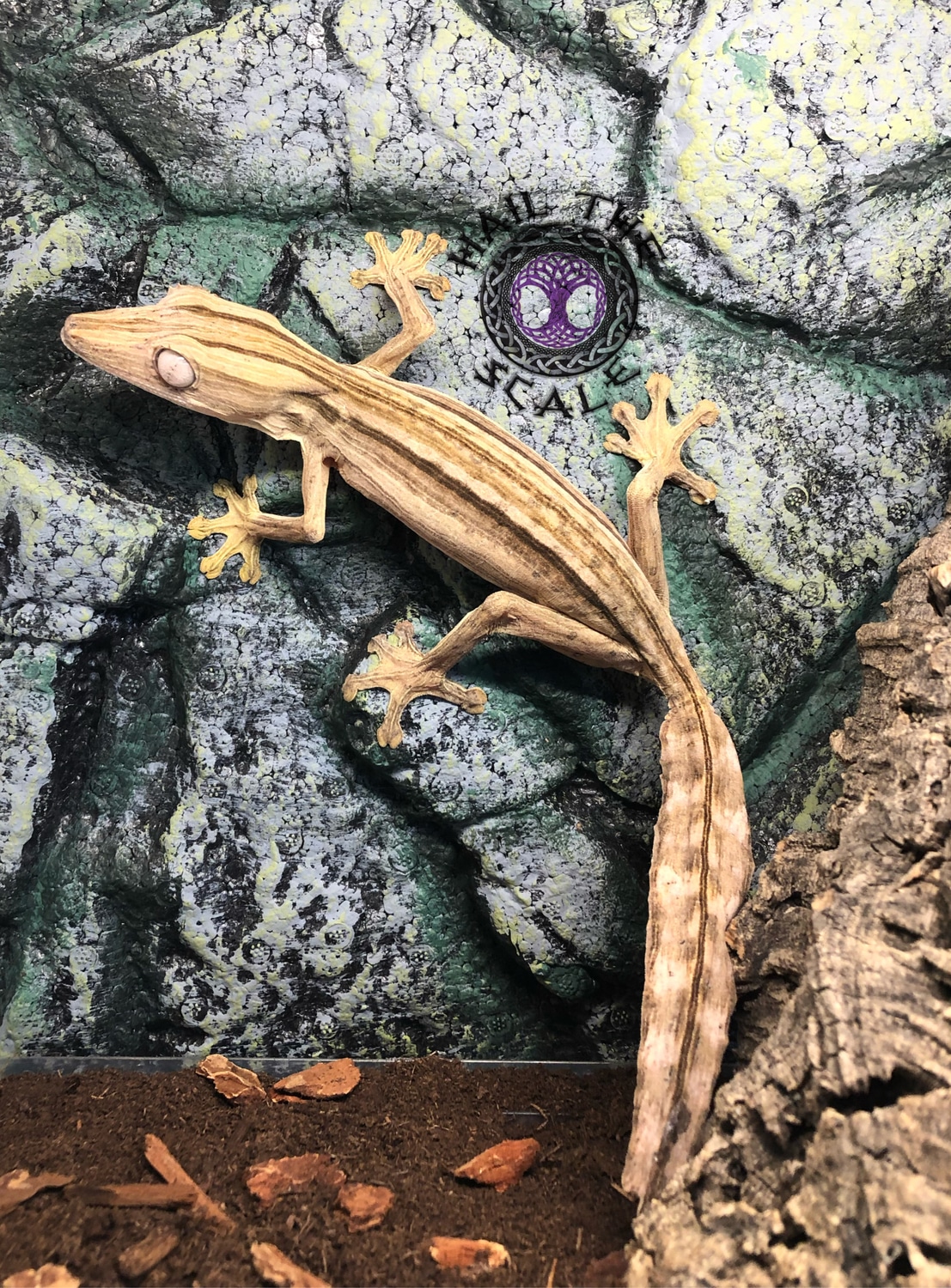 Long Term Captive Female Lined Leaf Tail Gecko More Gecko by Hail The ...