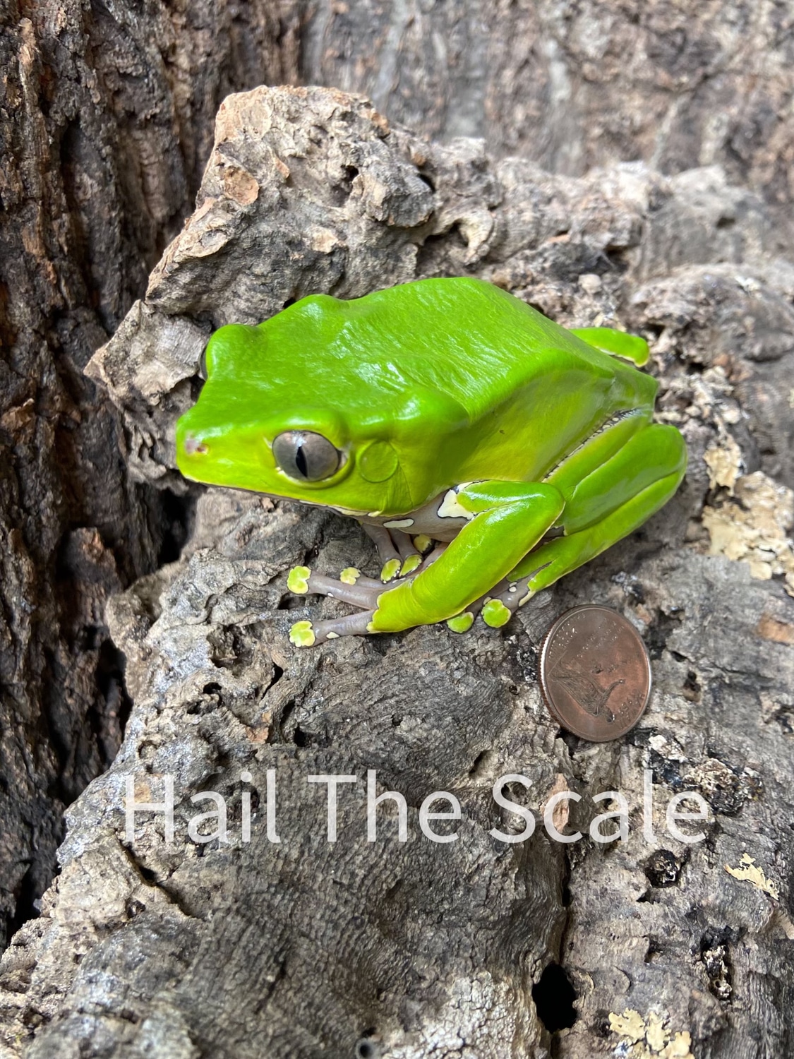 40- Phyllomedusa Bicolor Monkey Tree Frog by Hail The Scale - MorphMarket