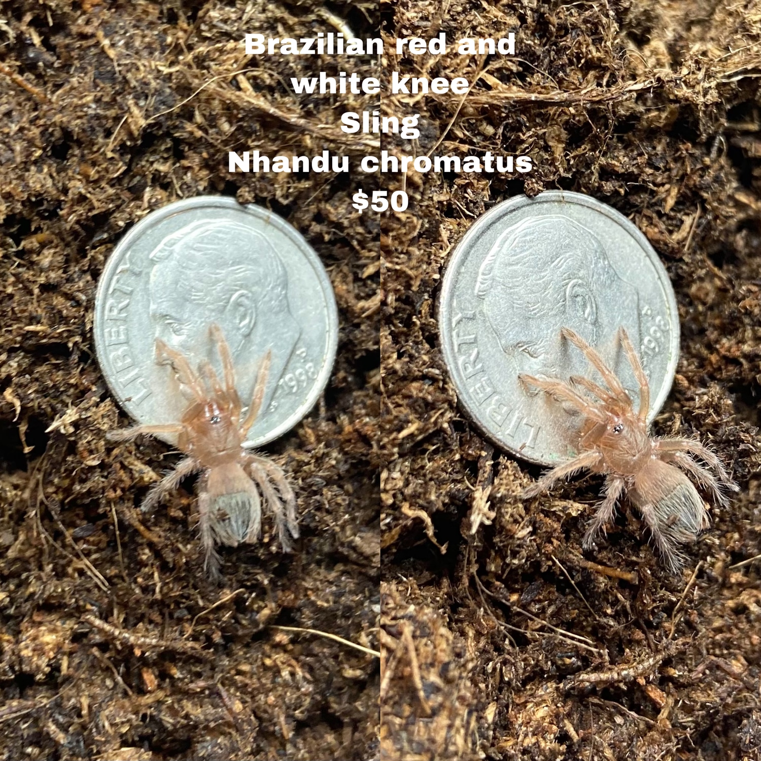 Brazilian Red And White Slings Tarantula by Hail The Scale - MorphMarket