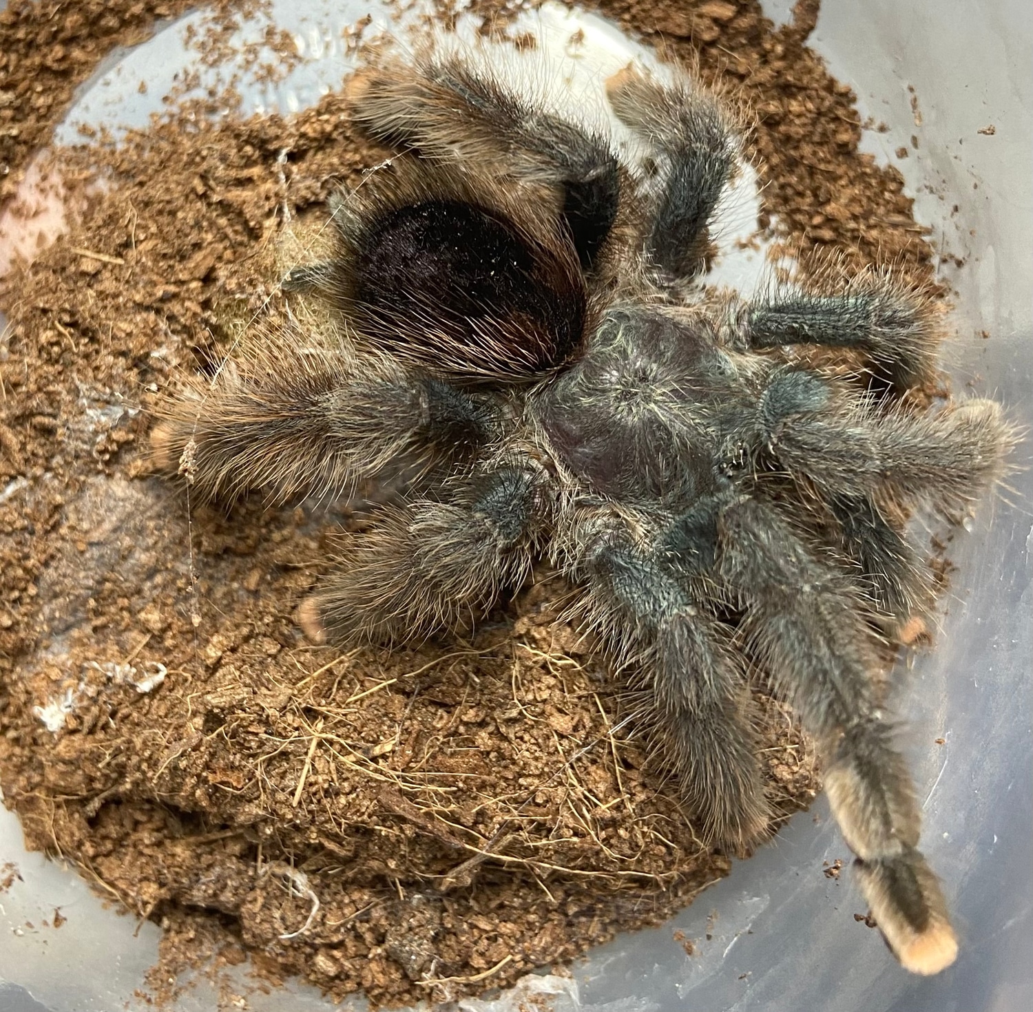 Goliath Pink Toe (Avicularia Braunshauseni) Tarantula by Hail The Scale ...
