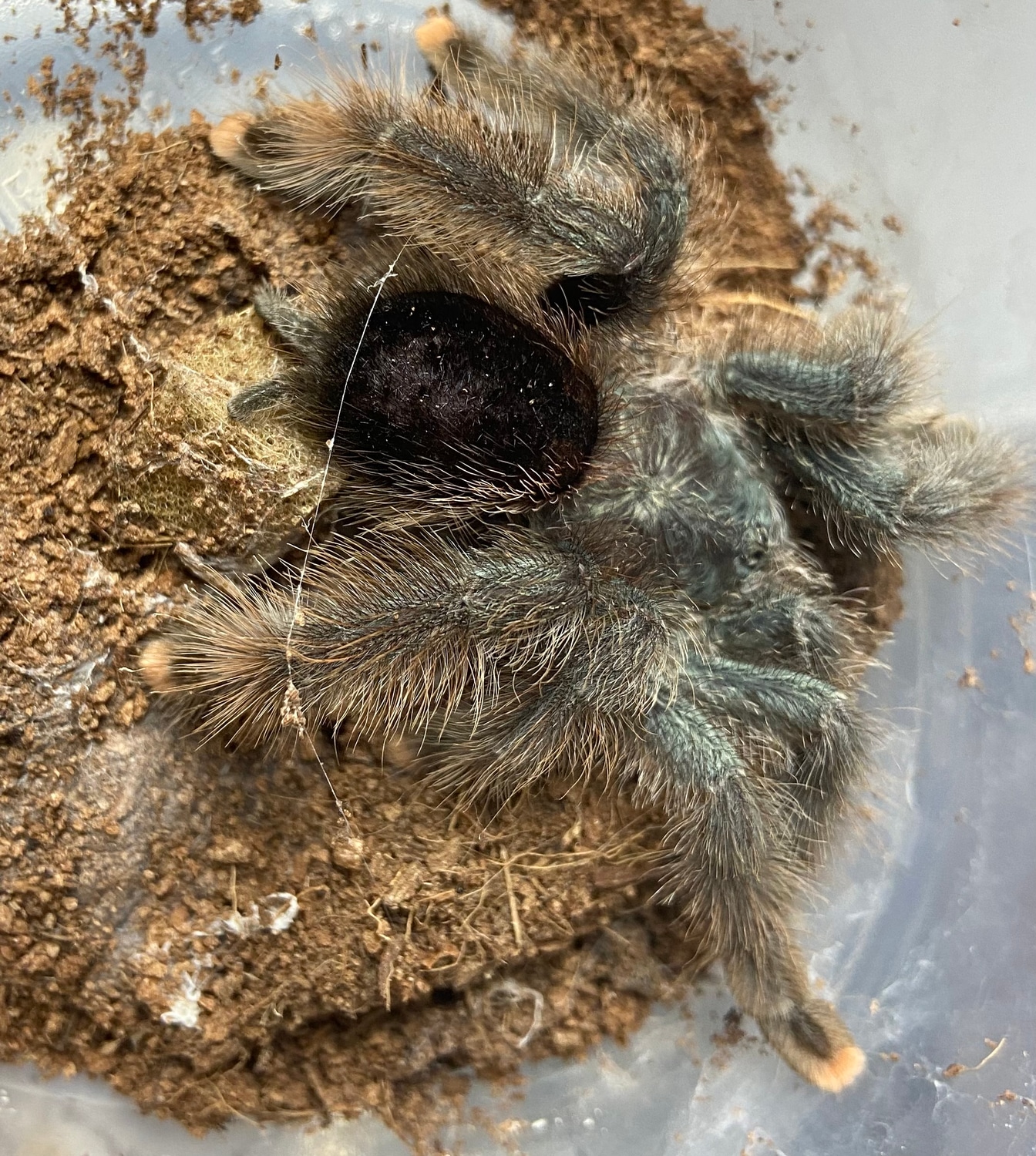 Goliath Pink Toe (Avicularia Braunshauseni) Tarantula by Hail The Scale ...