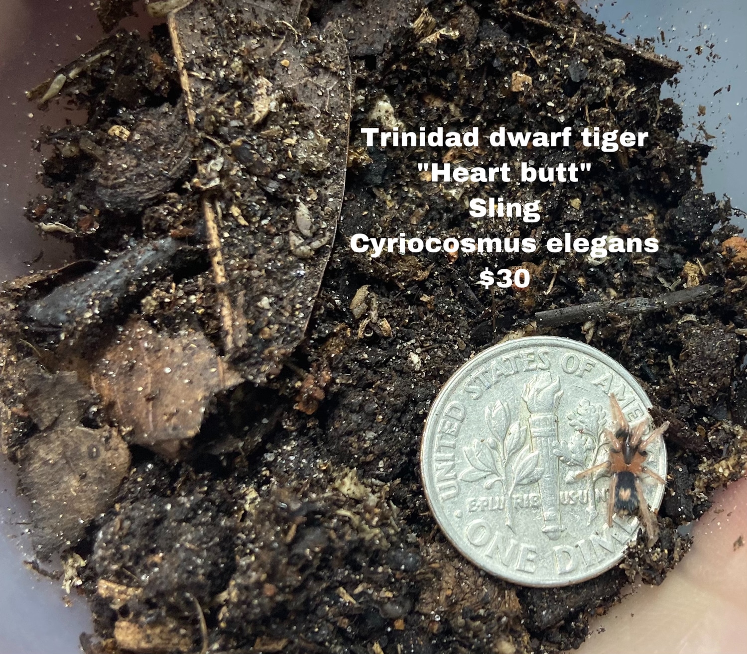 Trinidad Dwarf Tiger Tarantula by Hail The Scale - MorphMarket