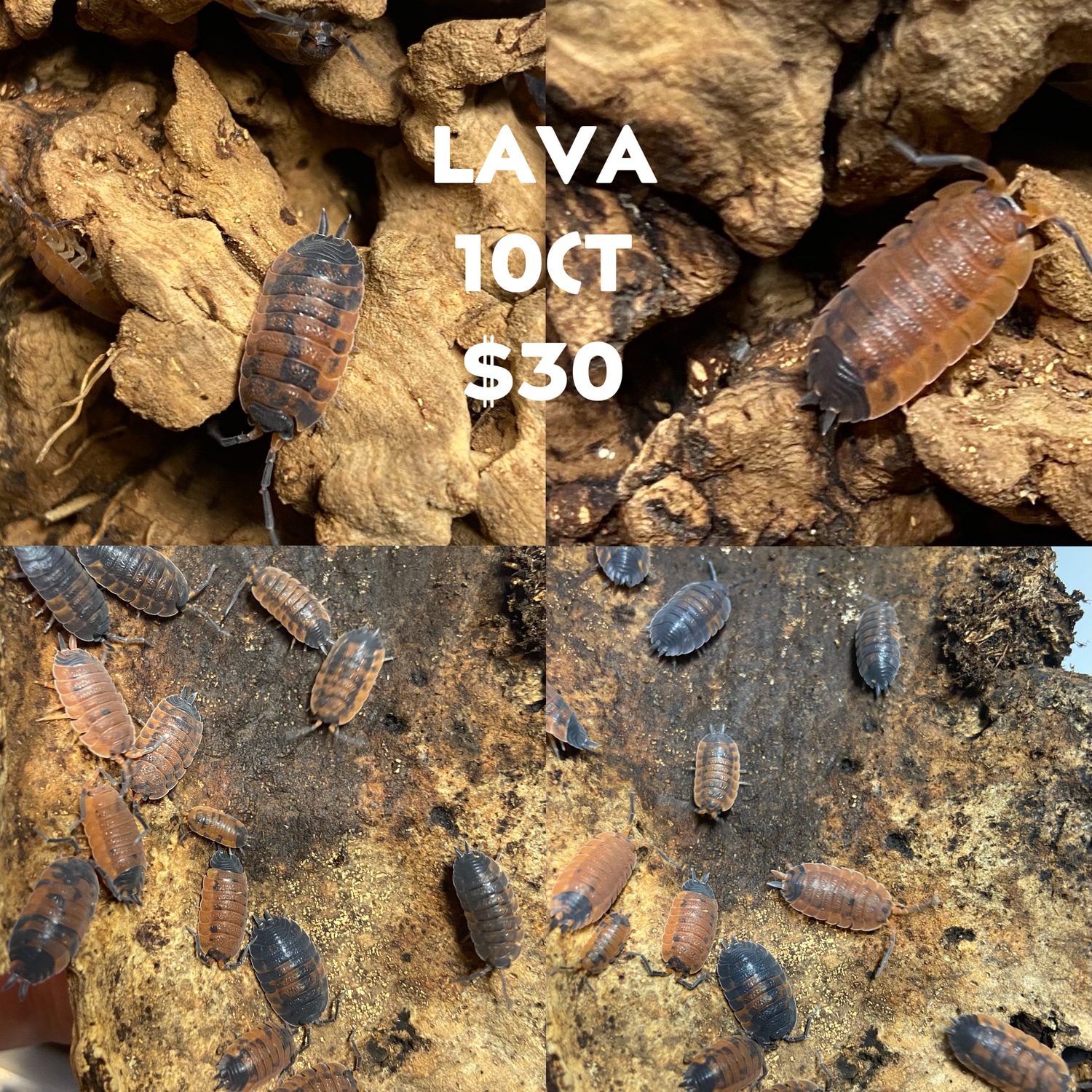 Lava Isopod by Hail The Scale - MorphMarket