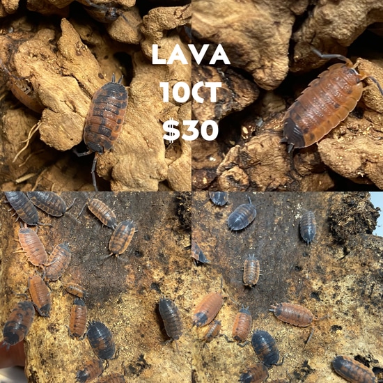 Lava Isopod by Hail The Scale