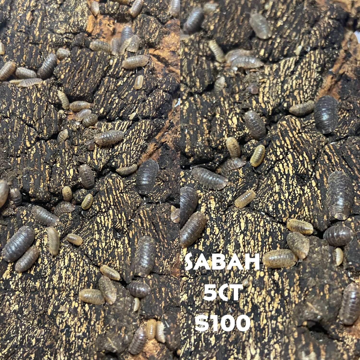 Sabah Isopod by Hail The Scale - MorphMarket