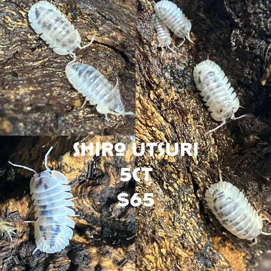Shiro Utsuri Isopod by Hail The Scale