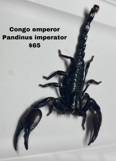 Congo Emperor Scorpion by Hail The Scale