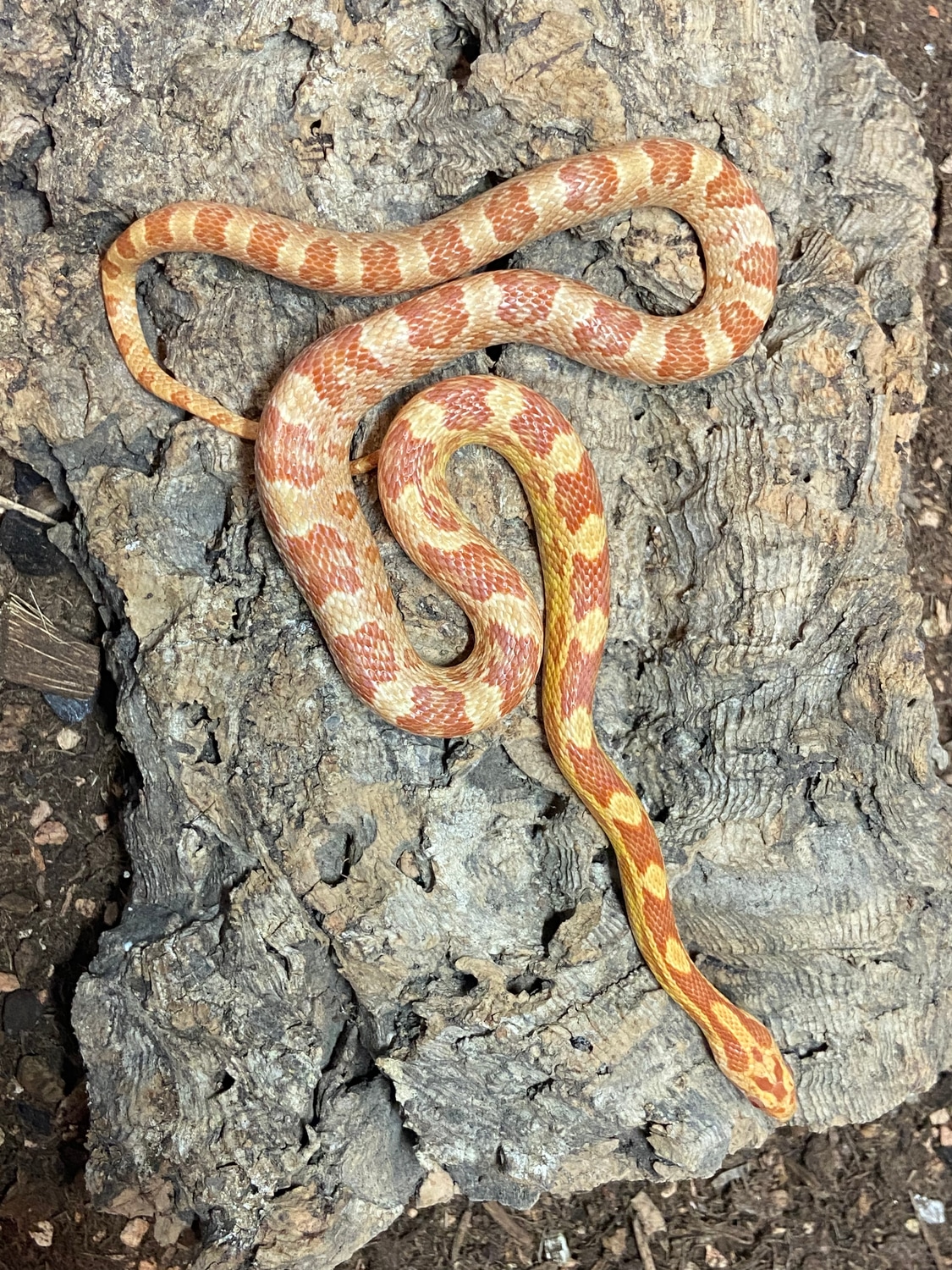 Amel Corn Snake by Hail The Scale - MorphMarket