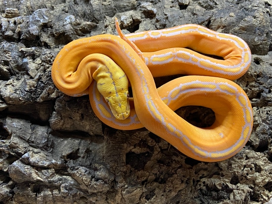 Lavender Goldenchild Reticulated Python by Hail The Scale