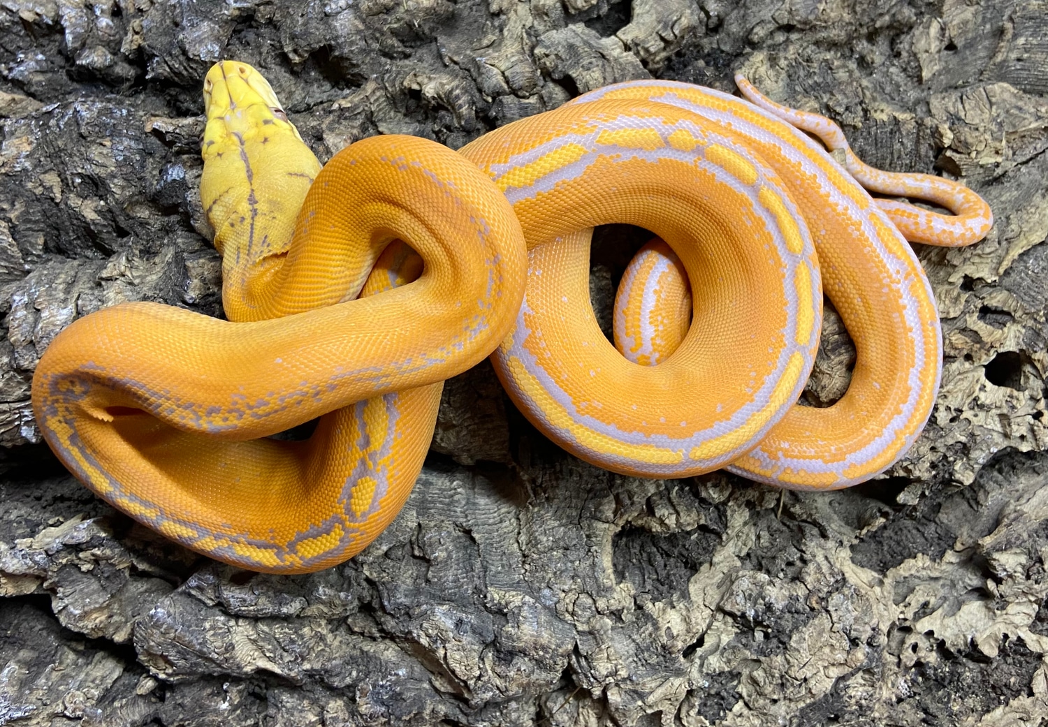 Lavender Goldenchild Reticulated Python by Hail The Scale - MorphMarket
