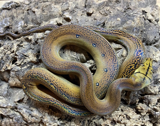 Goldenchild Het Albino Reticulated Python by Hail The Scale