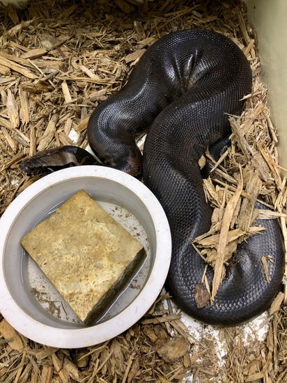 Black Blood Python Sumatran Short-Tailed Python by Hail The Scale