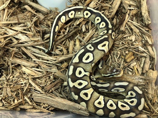 Pastel Mojave Hydra Scalesshead Ball Python by Hail The Scale