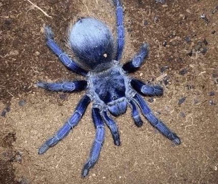 Antilles Pinktoe C. Versicolor 3i Tarantula by Hail The Scale - MorphMarket