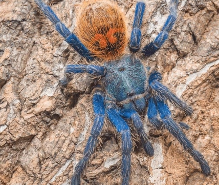 Antilles Pinktoe C. Versicolor 3i Tarantula by Hail The Scale - MorphMarket