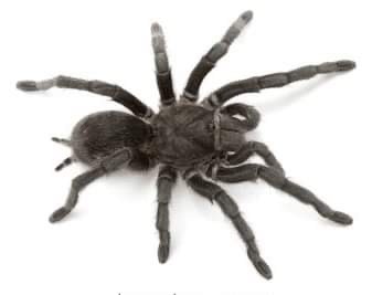 Brazilian Black G. Pulchra 1 Inch Tarantula by Hail The Scale