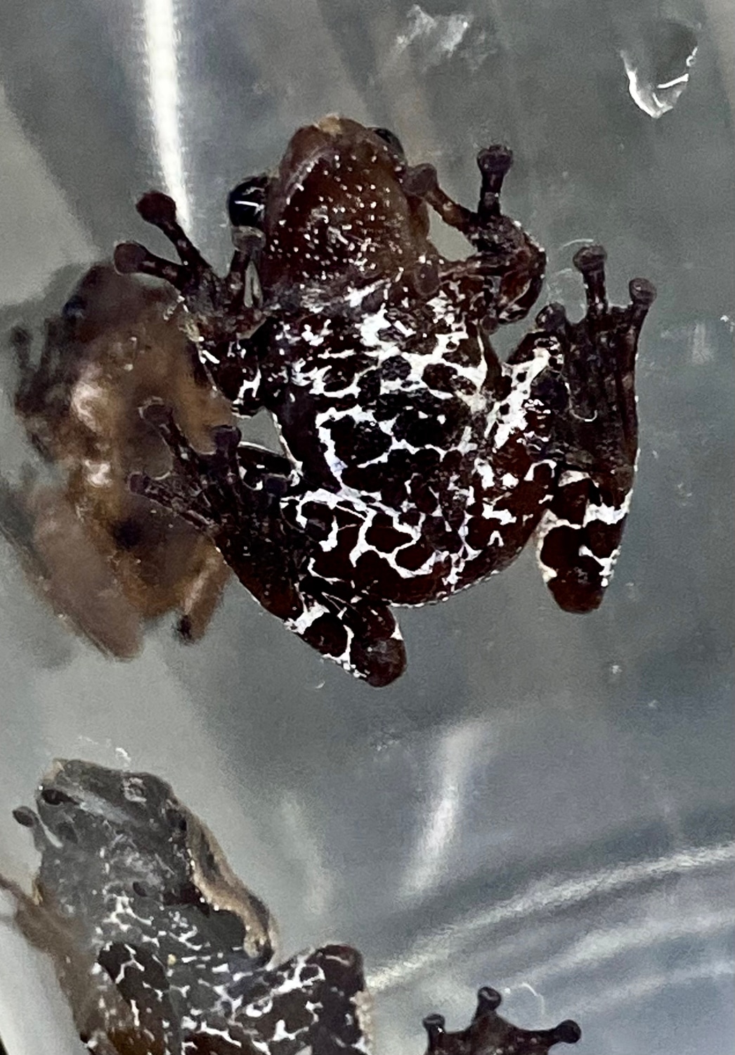 Theloderma Licin Mossy Frog by Hail The Scale - MorphMarket