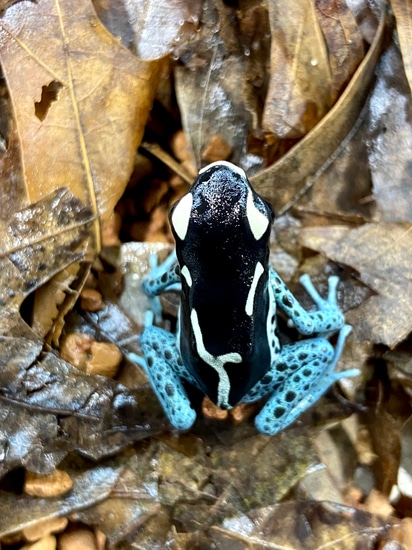 Powder Blue Other Dart Frog by Hail The Scale