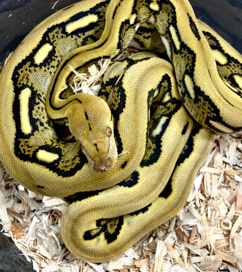 Tiger Reticulated Python by Hail The Scale