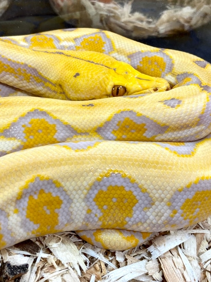 Lavender Reticulated Python by Hail The Scale