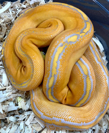 Lavender Golden Child Reticulated Python by Hail The Scale