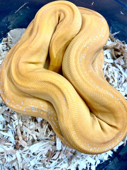 Lavender Super Golden Child Reticulated Python by Hail The Scale