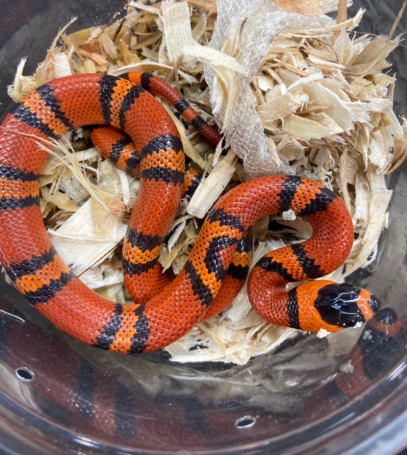 Tangerine Honduran Milk Snake by Hail The Scale - MorphMarket