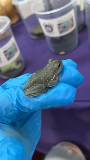 Snow Flake Whites Tree Frog White's Tree Frog by Hail The Scale