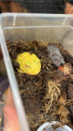 Pikachu Pacman Frog by Hail The Scale