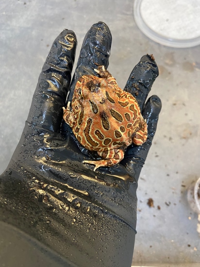 Coffee Pac-Man Pacman Frog by Hail The Scale