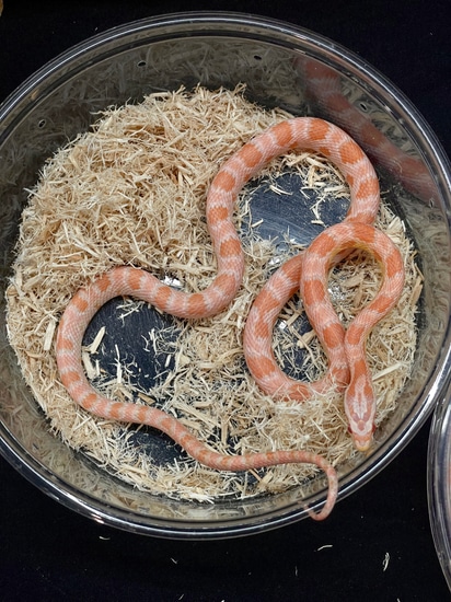 Coral Snow Corn Snake by Hail The Scale
