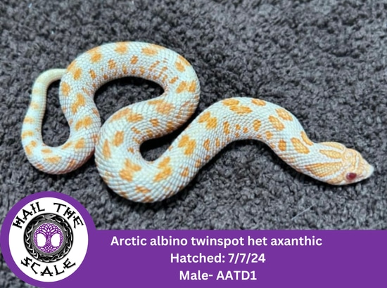 Arctic Albino Twinspot Het Axanthic Western Hognose by Hail The Scale