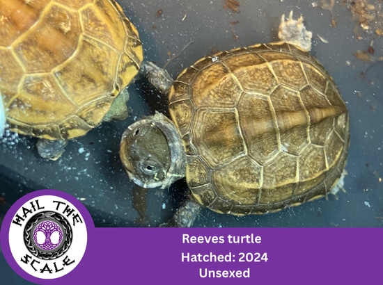 Reeves Turtle Pond Turtle by Hail The Scale