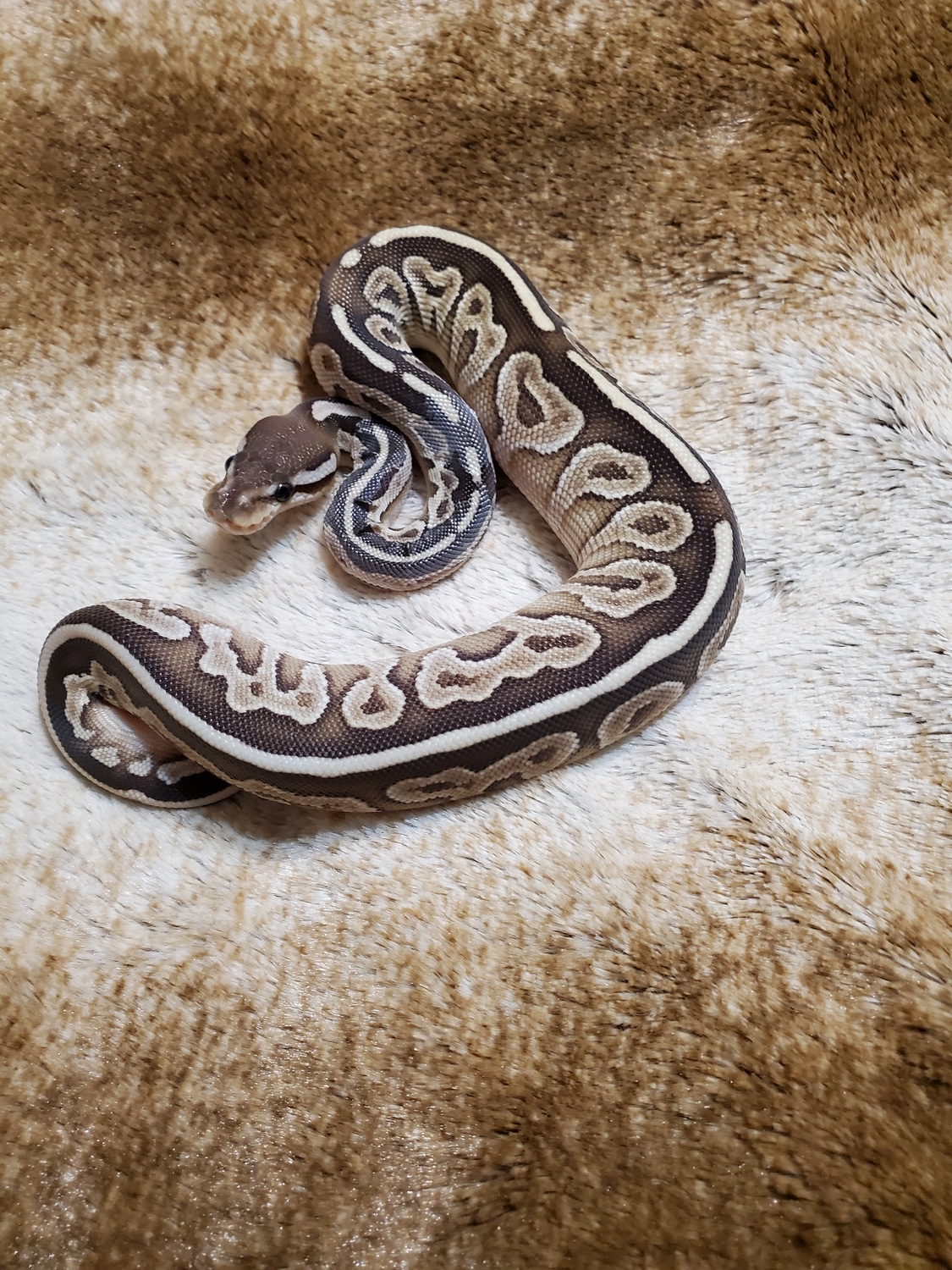 Black Pastel Lesser Ball Python by Boot State Constrictors - MorphMarket