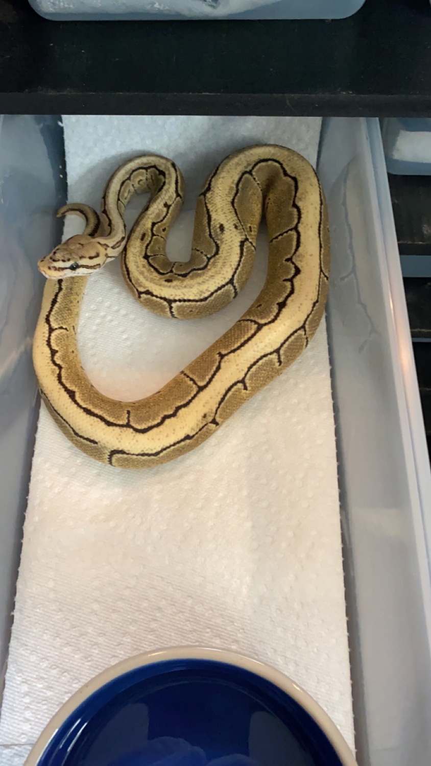 Desert Ghost Pinstripe Spotnose 50% Het Hypo Ball Python by TL Exotics - MorphMarket