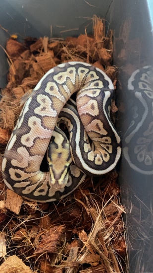 1.2 Hypo Clown Project Ball Python by TL Exotics