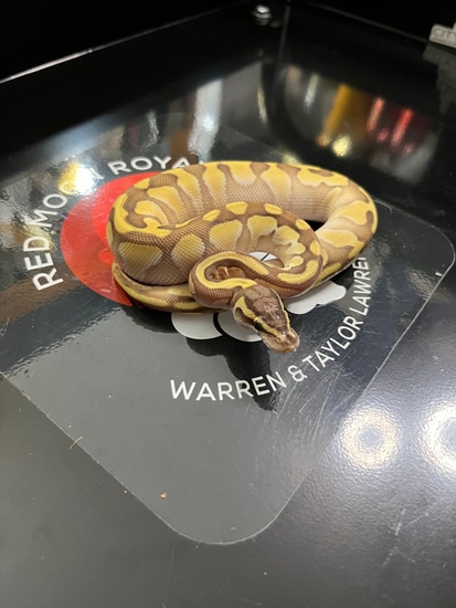 Pastel HGW Lucifer Ball Python by Red Moon Royals LLC