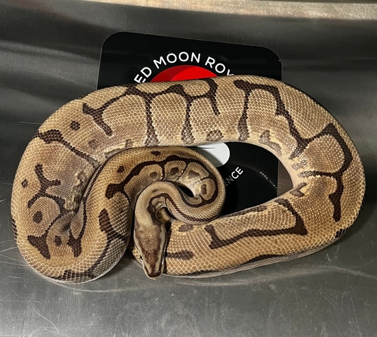 Proven Leopard Spider Mojave **FREE SHIPPING** Ball Python by Red Moon ...