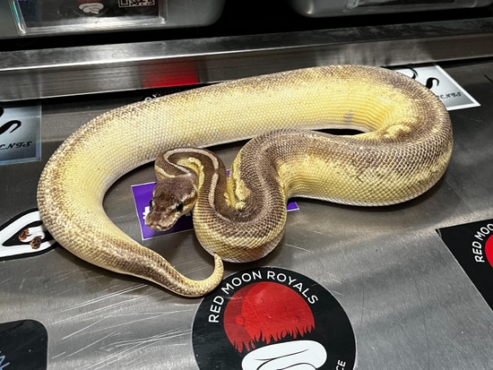 Pewter Mojave Calico Ball Python by Red Moon Royals LLC