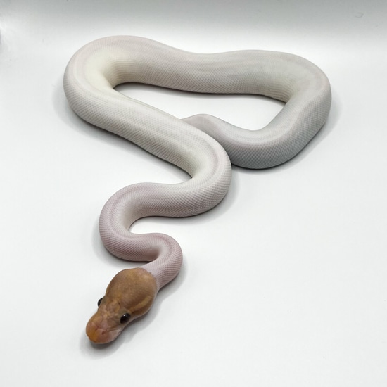 Banana Pinto Pied Ball Python by Red Moon Royals LLC