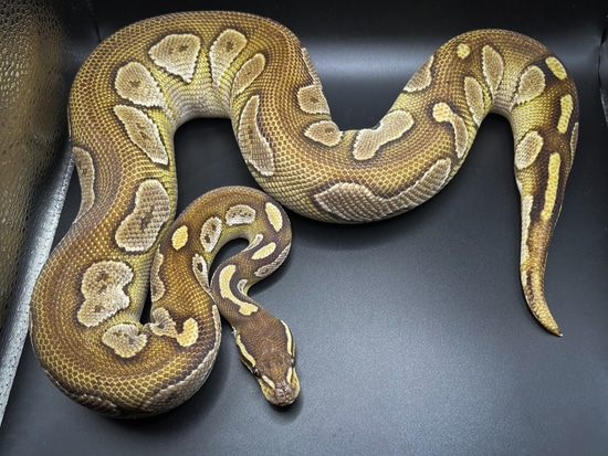 RTB Black Head Cinnamon Lesser Ball Python by Red Moon Royals LLC